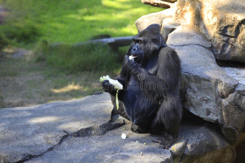 Gorilla eating cabbage stock image. Image of boss, animal - 85127003