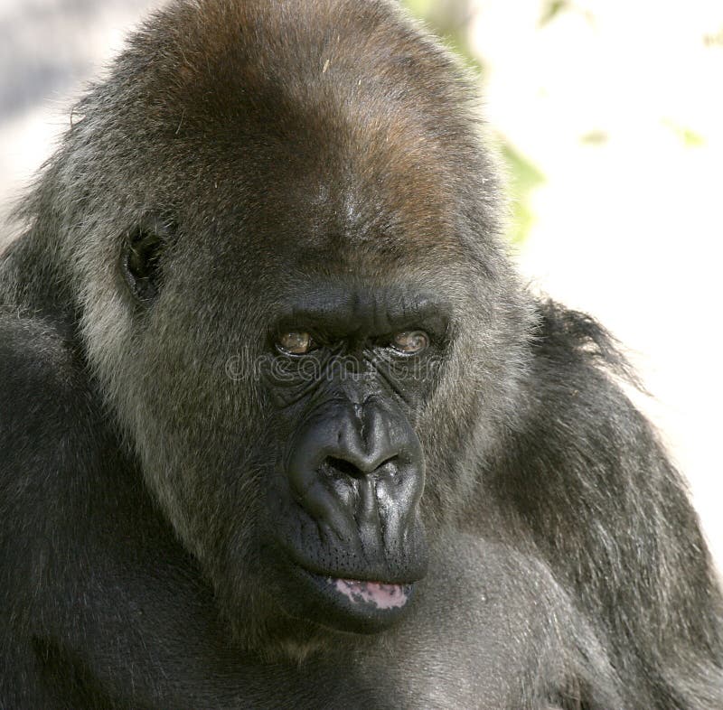 Gorilla Face Picture. Image: 967338
