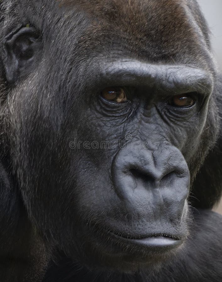 Gorilla Face Closeup and Personal Stock Photo - Image of gorilla ...