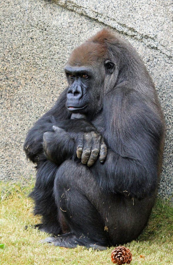 676 Female Silverback Gorilla Stock Photos - Free & Royalty-Free Stock ...