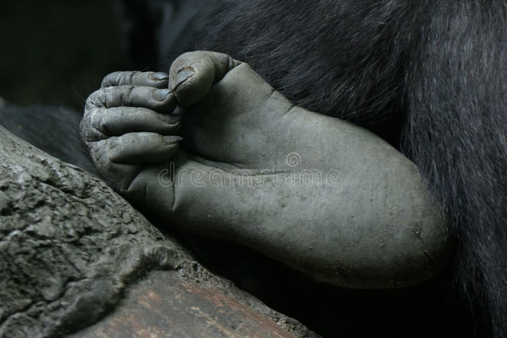 Gorilla Foot stock photo. Image of hairy, foot, primates - 133276