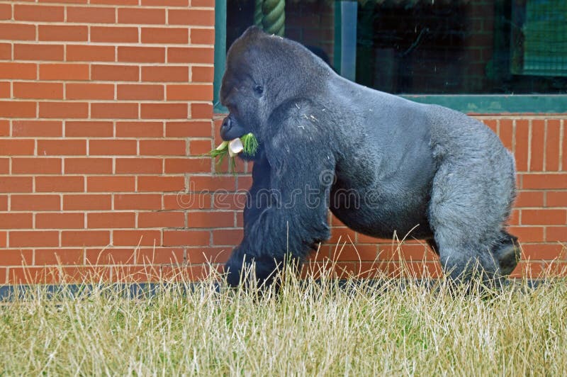 Grown Silverback Gorilla with Fingers in Nose Stock Image - Image of ...