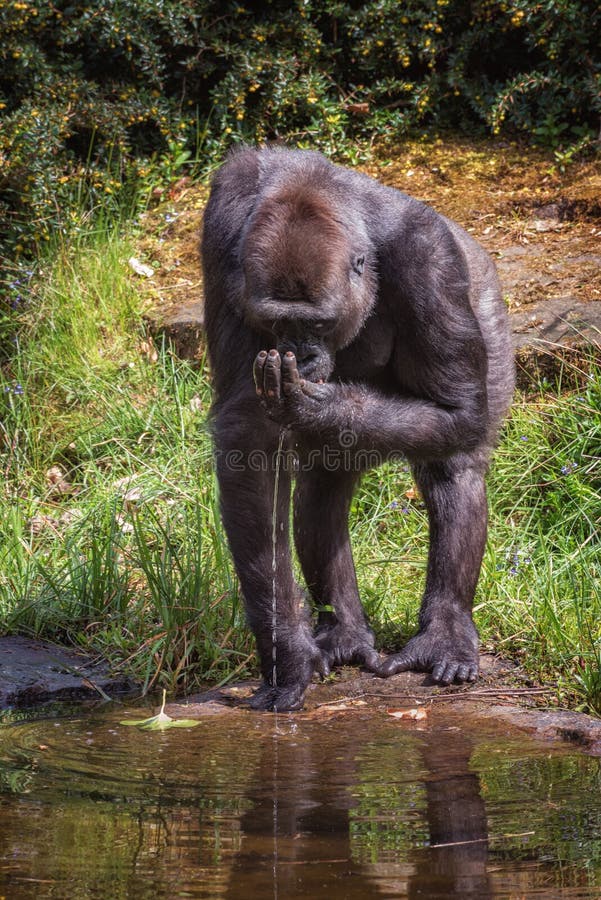 Gorilla, a Ground-dwelling Great Ape, by the River Stock Image - Image ...