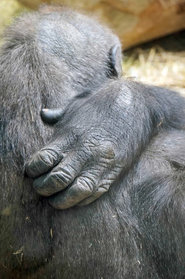 1,179 Gorilla Hand Stock Photos - Free & Royalty-Free Stock Photos from ...