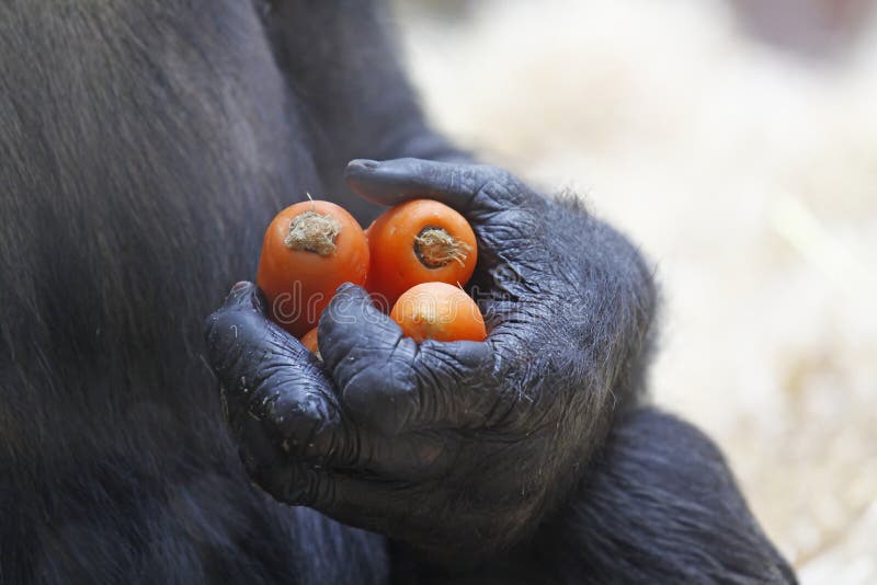 Gorilla Hands Holding a Bunch of Carrots Stock Photo - Image of ...