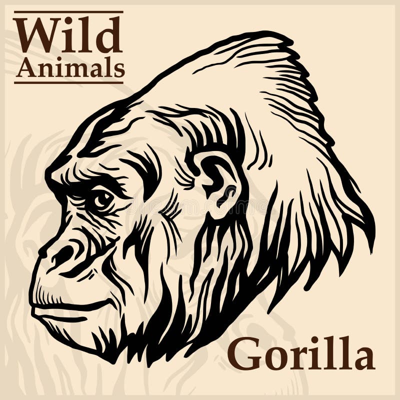 Silverback Gorilla Illustration Stock Illustration - Illustration of ...