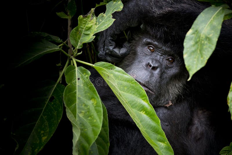 Gorilla Hide and Look Straight Behind Tree. Stock Photo - Image of male ...