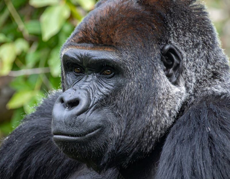 A Gorilla is Staring at the Camera with a Serious Expression Stock ...