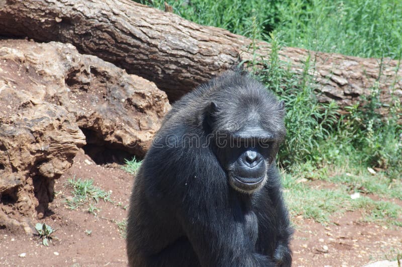 Gorilla stock photo. Image of animals, italy, wildlife - 69906342