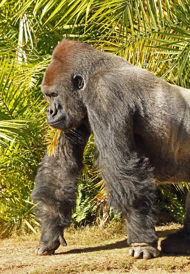 1,010 Ape Profile Photos - Free & Royalty-Free Stock Photos from Dreamstime