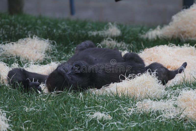 Shaving Hairy Back Stock Photos - Free & Royalty-Free Stock Photos from ...