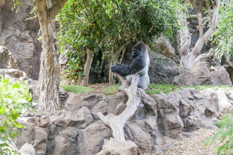 Gorilla in Loro Parque. Tenerife. Spain. Stock Image - Image of monkey ...