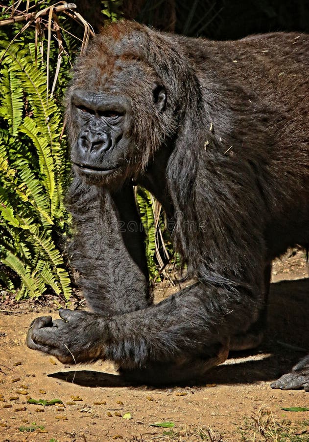 Silverback Gorilla Standing Photos - Free & Royalty-Free Stock Photos ...