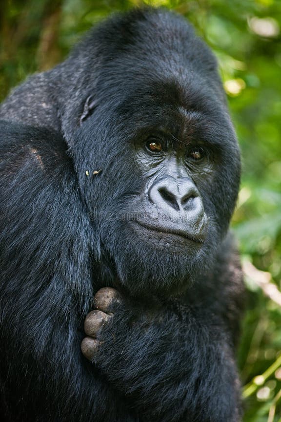 Gorilla stock image. Image of gorilla, monkey, silverback - 50424611