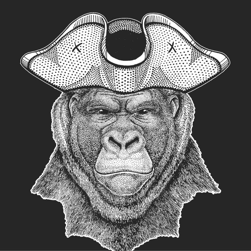 Gorilla, Monkey, Ape. Pirate Cocked Hat. Stock Vector - Illustration of ...