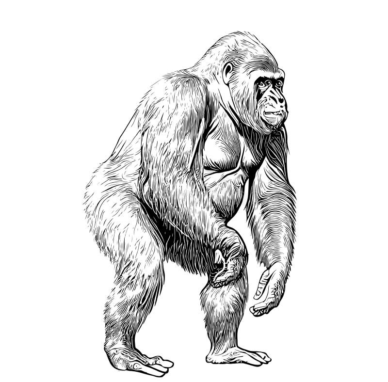 Gorilla Monkey Standing Sketch Abstract Hand Drawn Engraving Style ...