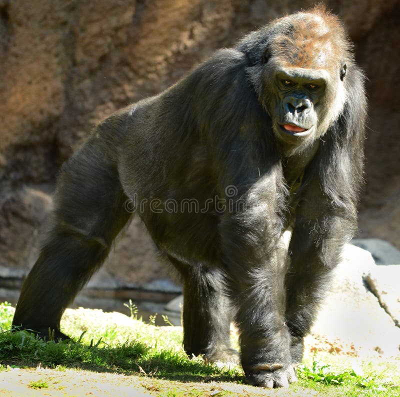 Silverback Gorilla stock image. Image of close, conservation - 29465865