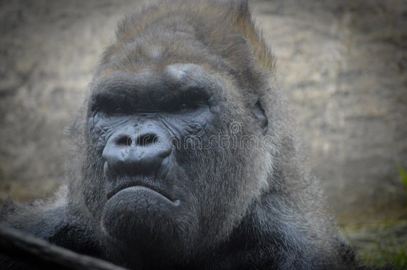 227 Gorilla Chest Stock Photos - Free & Royalty-Free Stock Photos from ...