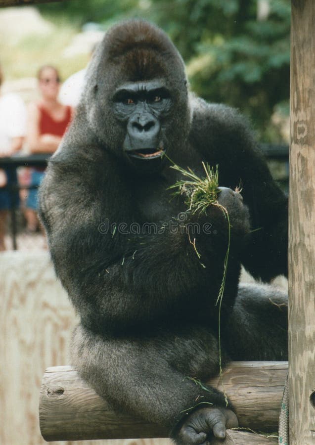 Gorilla in erba fotografia stock. Immagine di animale - 135953716