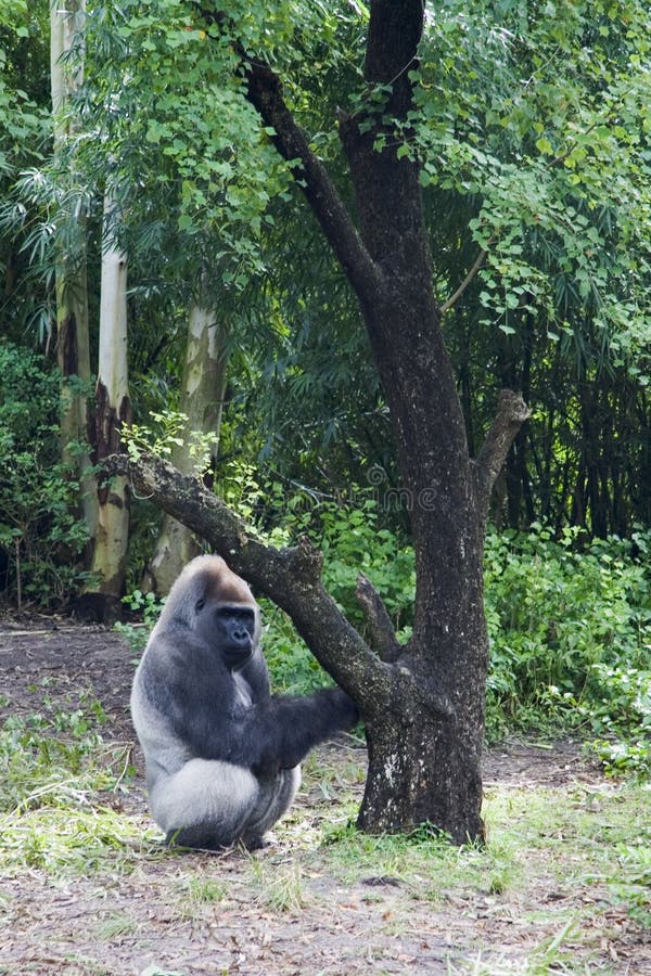 Gorilla Playing with Tree stock photo. Image of grass - 1399150