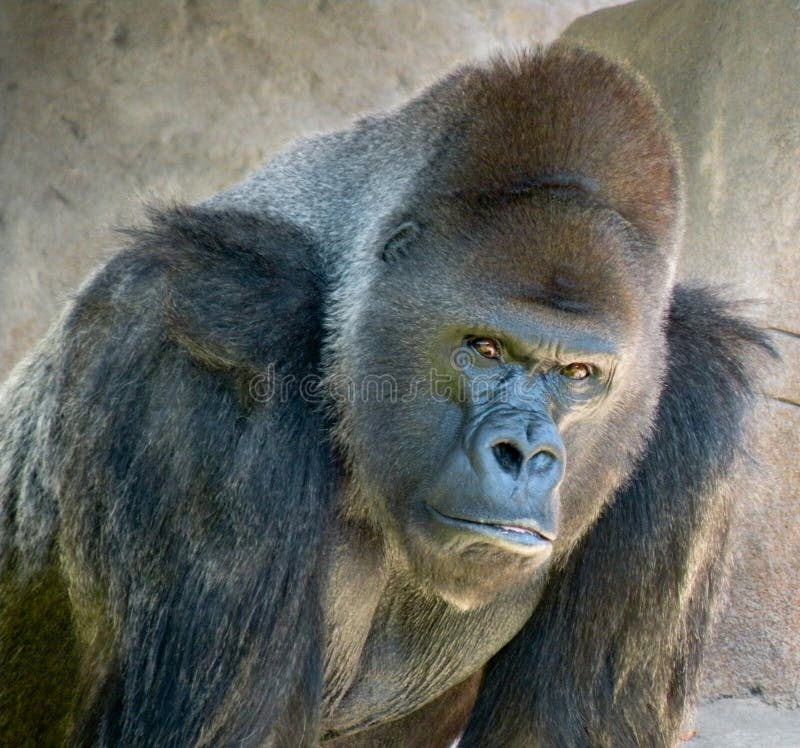 Gorilla Pondering stock photo. Image of pondering, animals - 32209362