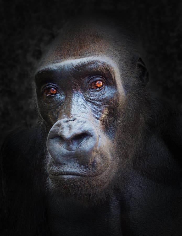 Gorilla Night Stock Photos - Free & Royalty-Free Stock Photos from ...