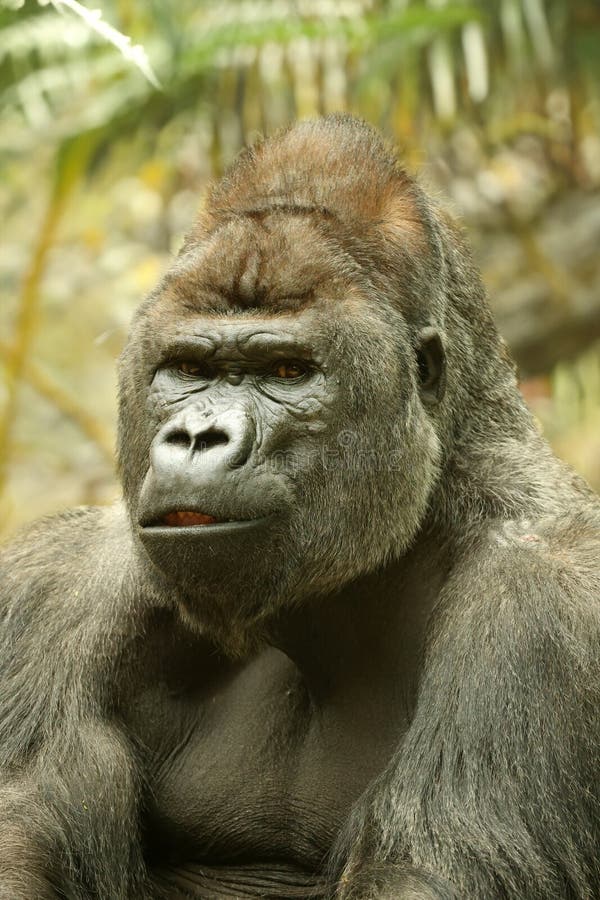Gorilla portrait stock photo. Image of powerful, jungle - 305818142