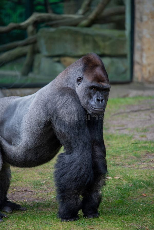 Gorilla looking at camera stock image. Image of macaque - 311518359