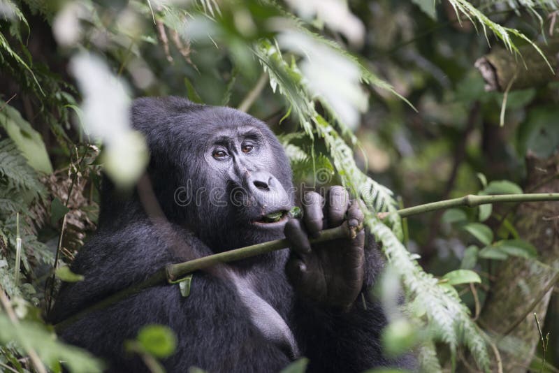 Gorilla in Mountain Jungle of Uganda Stock Image - Image of ...