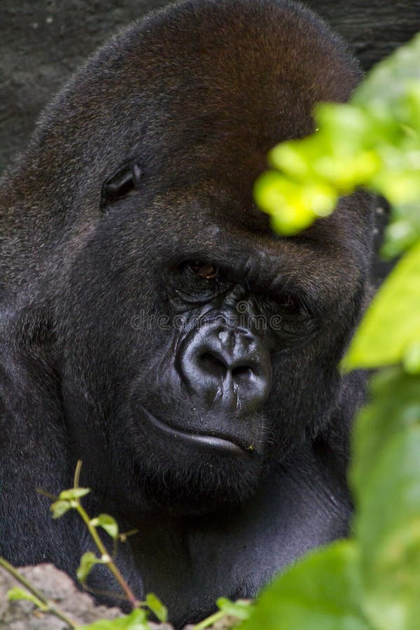 Gorilla Resting stock image. Image of primate, black - 37781553