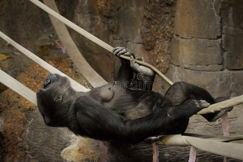 Gorilla stock image. Image of colors, female, curious - 87512093