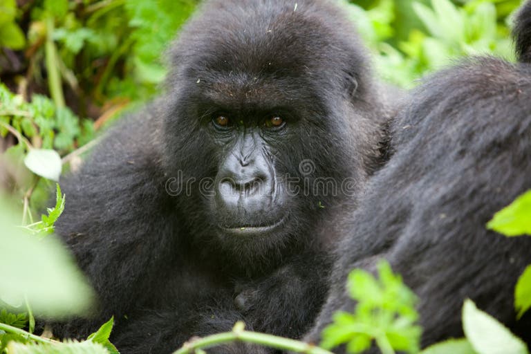 353 Closeup Rwanda Gorilla Stock Photos - Free & Royalty-Free Stock ...