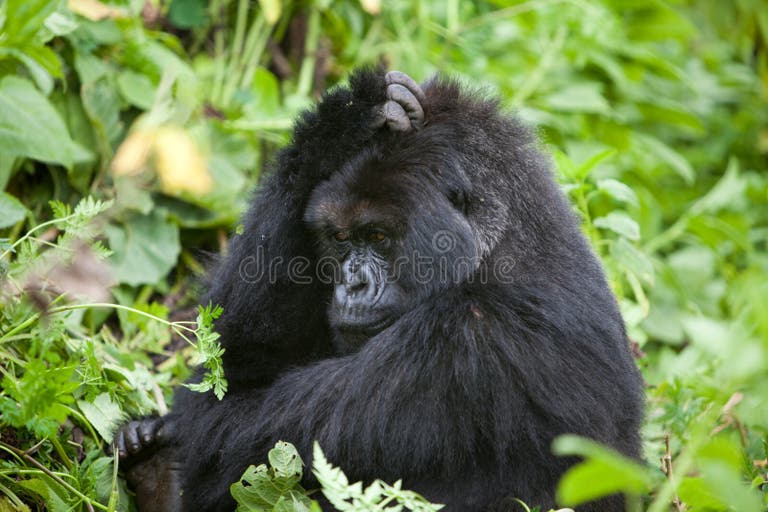 353 Closeup Rwanda Gorilla Stock Photos - Free & Royalty-Free Stock ...
