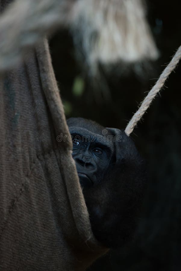 Gorilla in Shady Rope Hammock Scratches Head Stock Photo - Image of ...