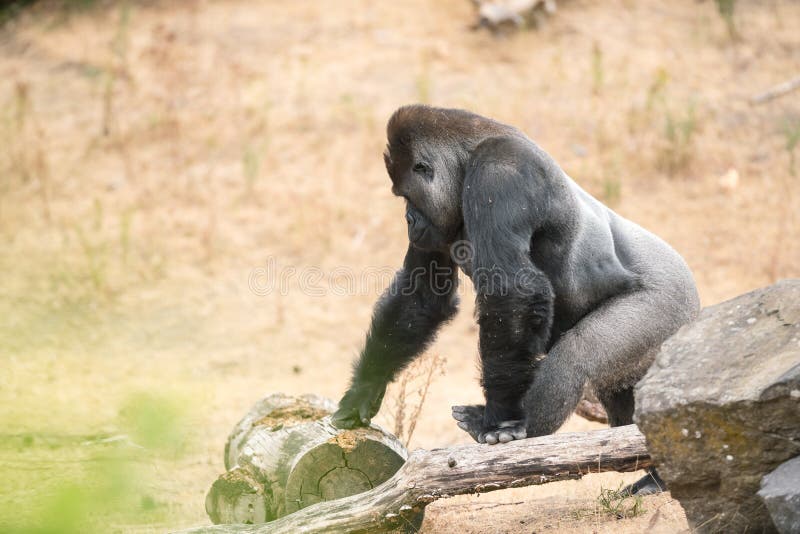 Gorilla, silver back stock image. Image of safari, mammal - 123871203
