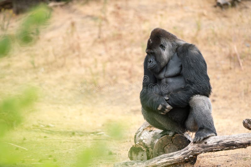 Gorilla, silver back stock photo. Image of silver, back - 123871214