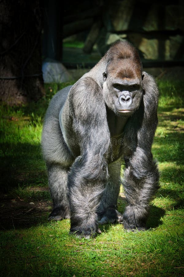 Gorilla, Silver Back. the Herbivorous Big Ape is Impressive and Strong ...