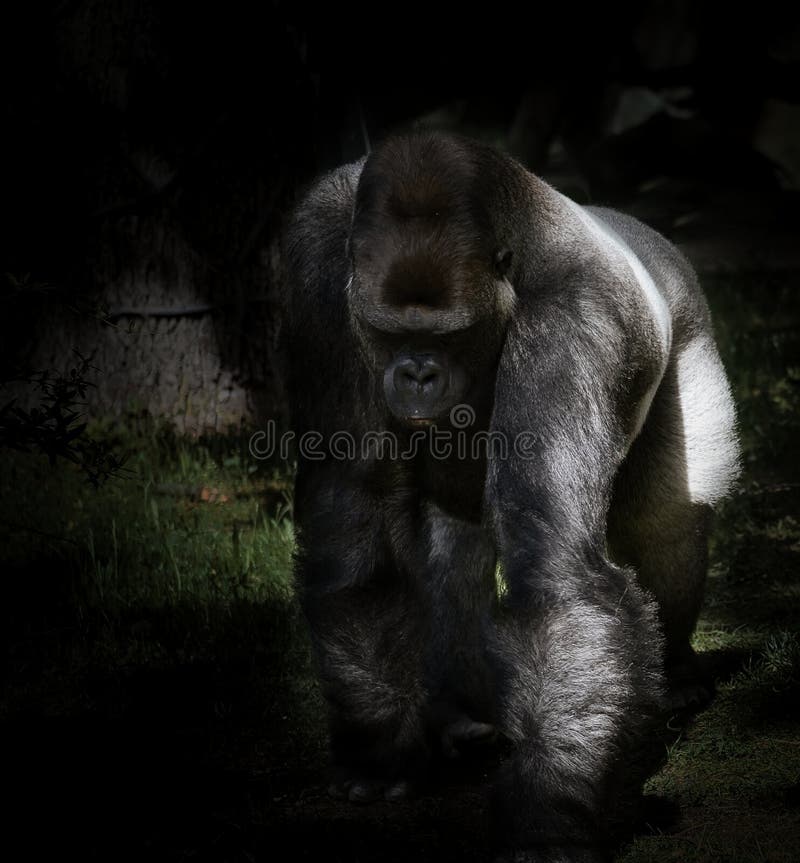 Gorilla, Silver Back. the Herbivorous Big Ape is Impressive and Strong ...
