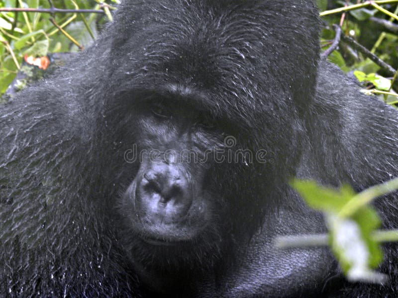 Gorilla Silverback in the Bwindi Impenetrable Forest Nat. Park, Uganda ...