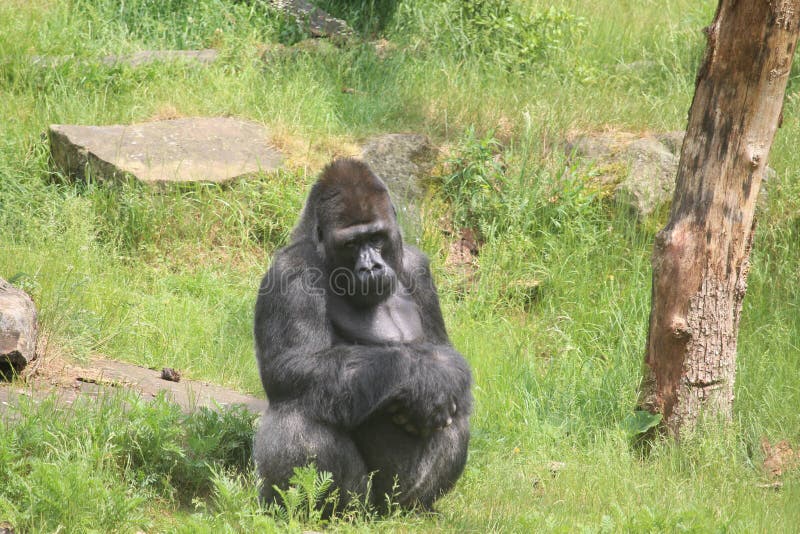 Gorilla Sitting Down imagen de archivo. Imagen de fauna - 117629741