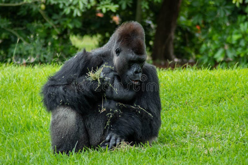 Gorilla Sitting Et Regard Vers Le Bas Tout En Mangeant De La Nourriture ...