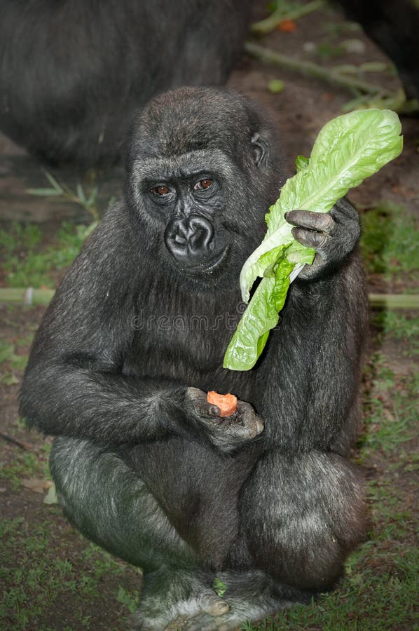 Small Gorilla stock photo. Image of look, rwanda, thoughtful - 25936920