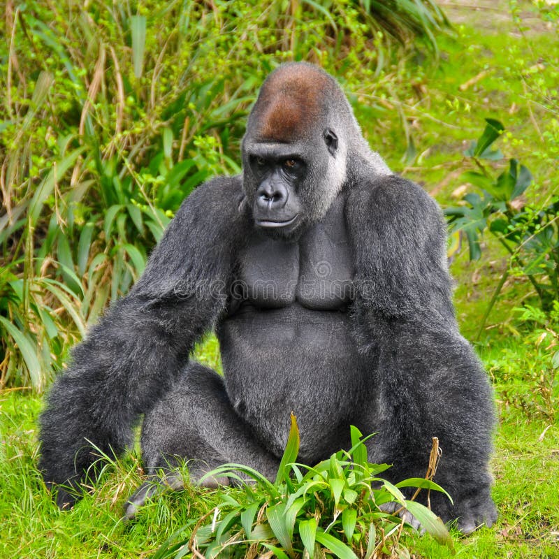 Gorilla Staring stock image. Image of angry, nature, pensive - 12248519