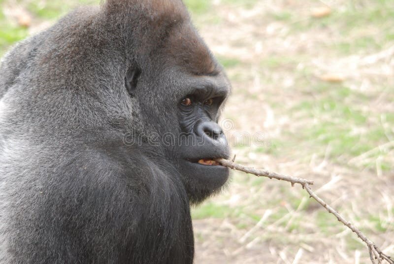 Gorilla and stick stock photo. Image of teeth, male, bite - 18942936