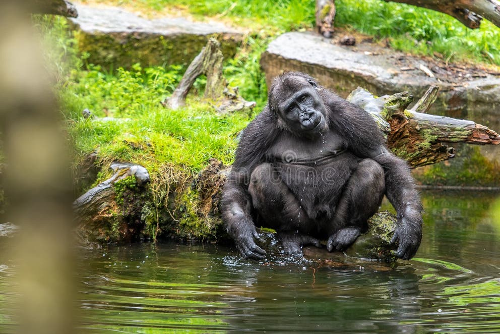 Gorilla on a Stone on the Edge of the Pool Stock Photo - Image of ...