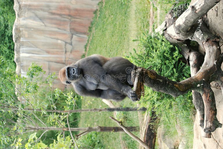 Dead Gorilla Stock Photos - Free & Royalty-Free Stock Photos from ...