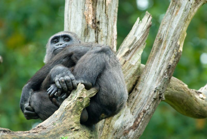 Gorilla In Tree Picture. Image: 3304155