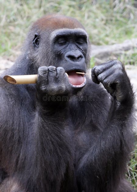 Gorilla using tools stock photo. Image of tool, primate - 24529542