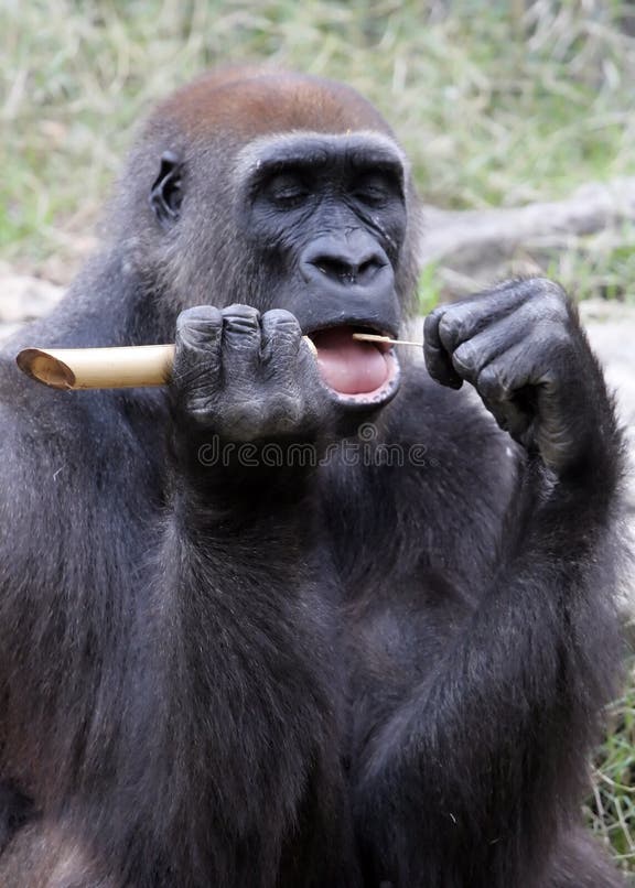 Gorilla using tools stock photo. Image of tool, primate - 24529542