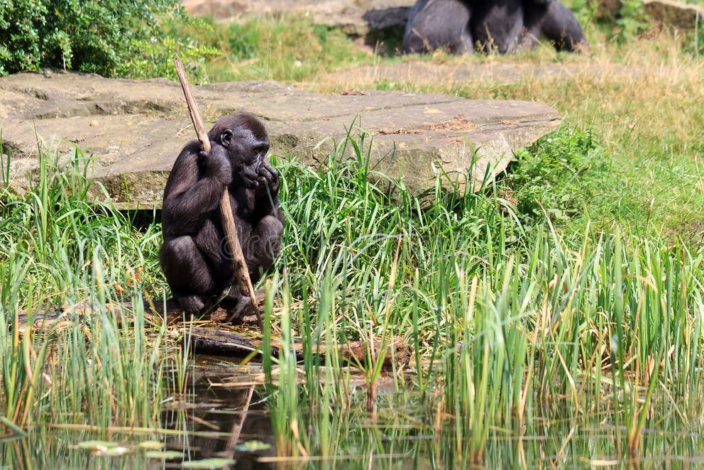 Gorilla using tools stock image. Image of water, tourism - 89818497